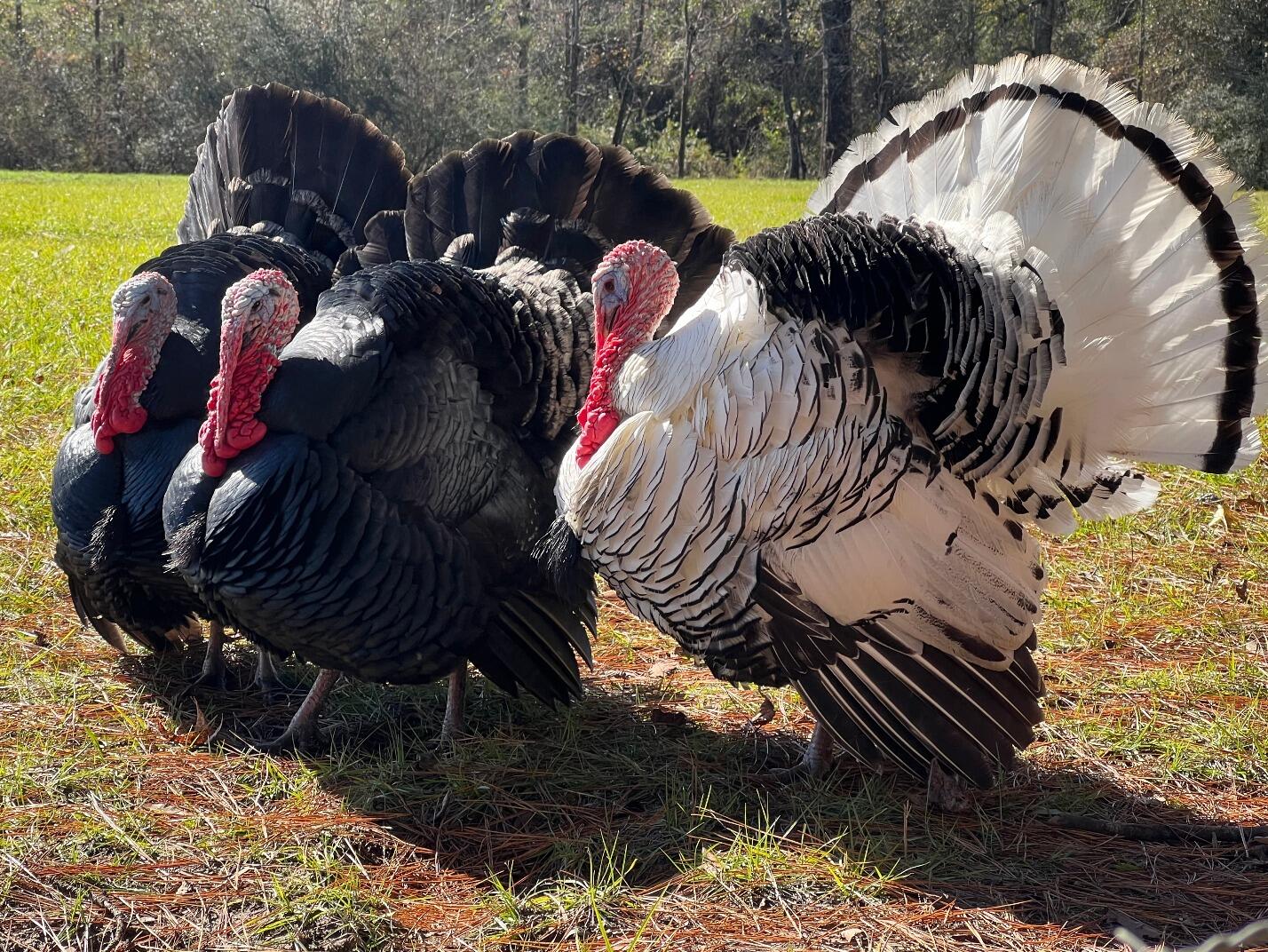 Pros, Cons and Facts about Raising Turkeys | MannaPro