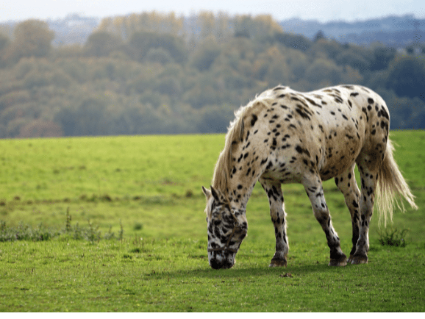 What Do NDF and ADF Values Mean? | MannaPro