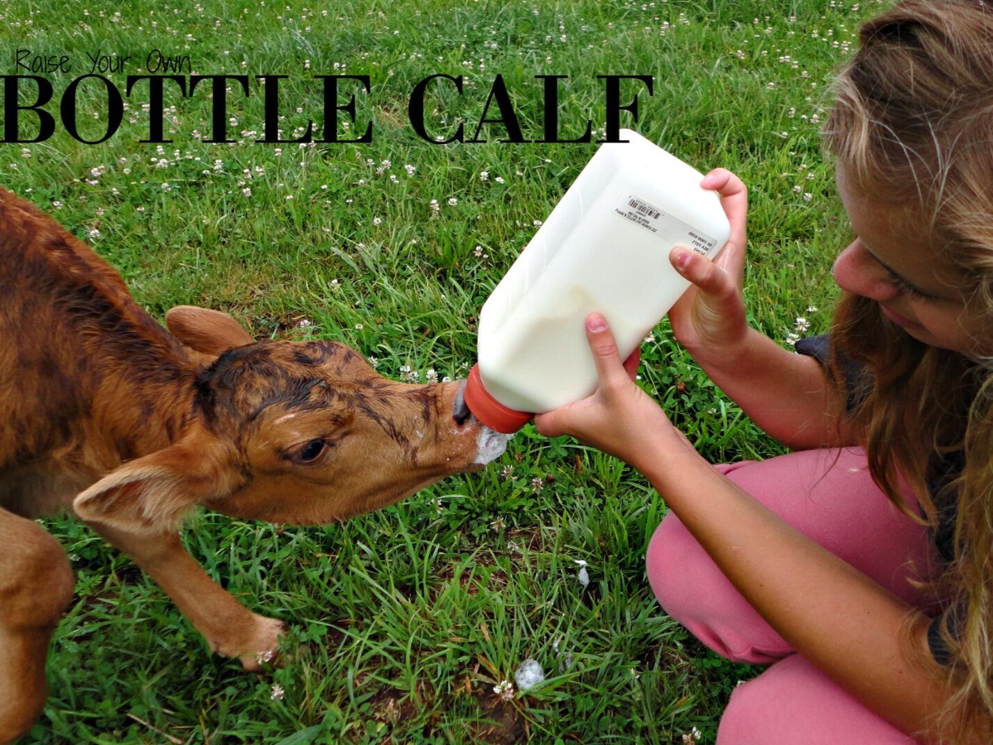 Bottle Calves: 5 Survival Tips | MannaPro