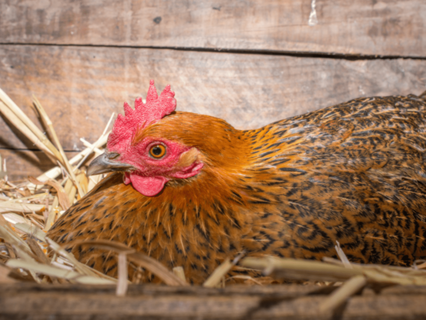 5 Tips for Dealing with Broody Hens | MannaPro