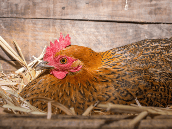 5 Tips for Dealing with Broody Hens | MannaPro
