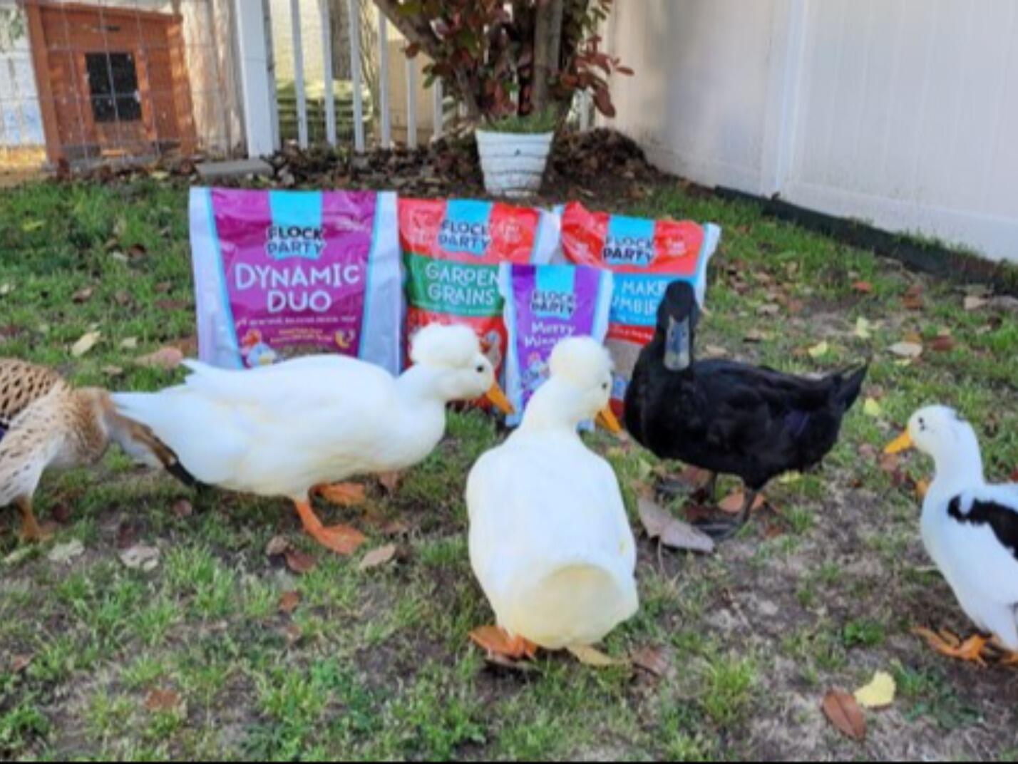Duck Nutrition | What to Feed Pet Ducks | Manna Pro | MannaPro