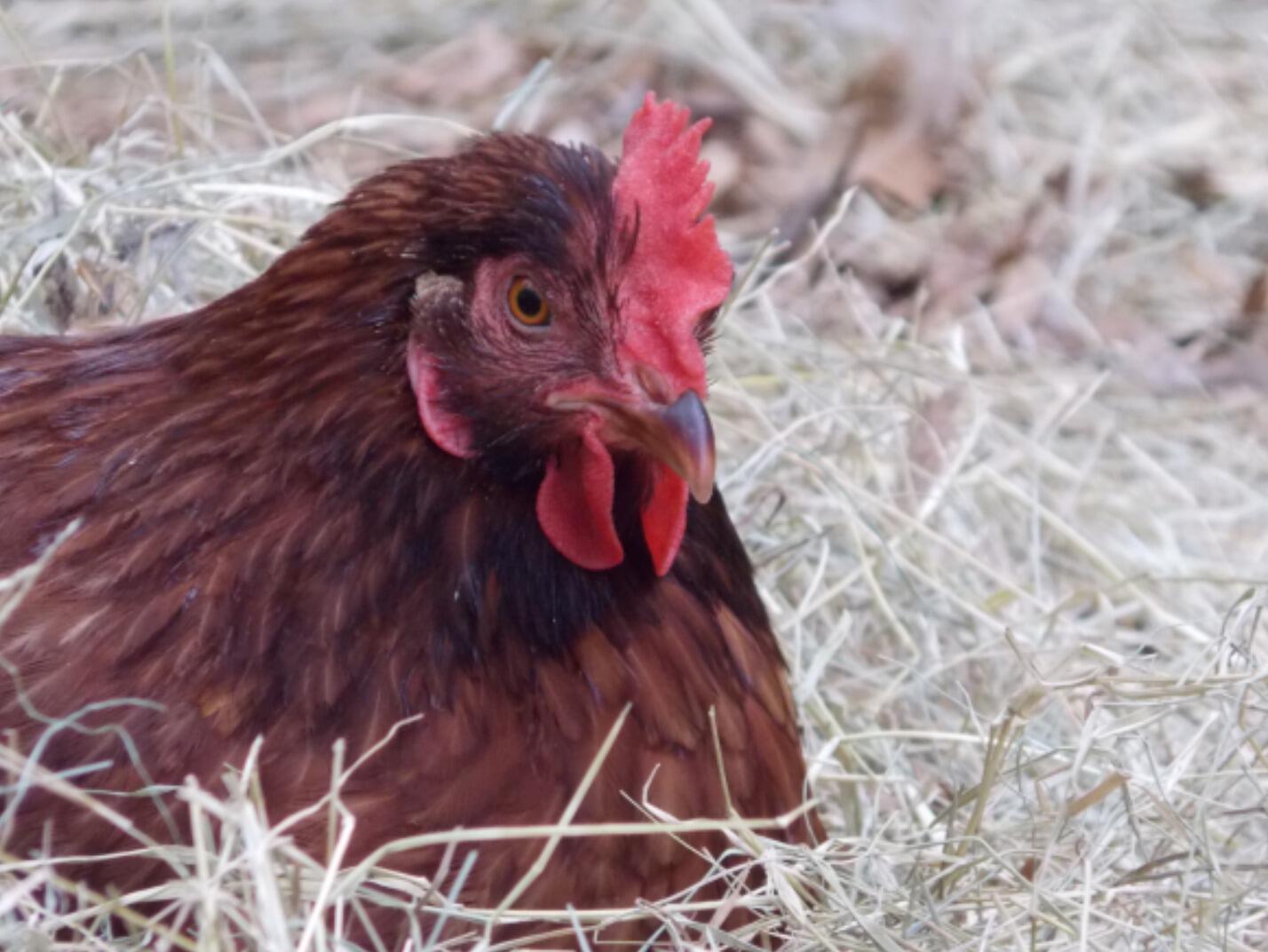 Chicken Breed Spotlight: Rhode Island Reds | MannaPro