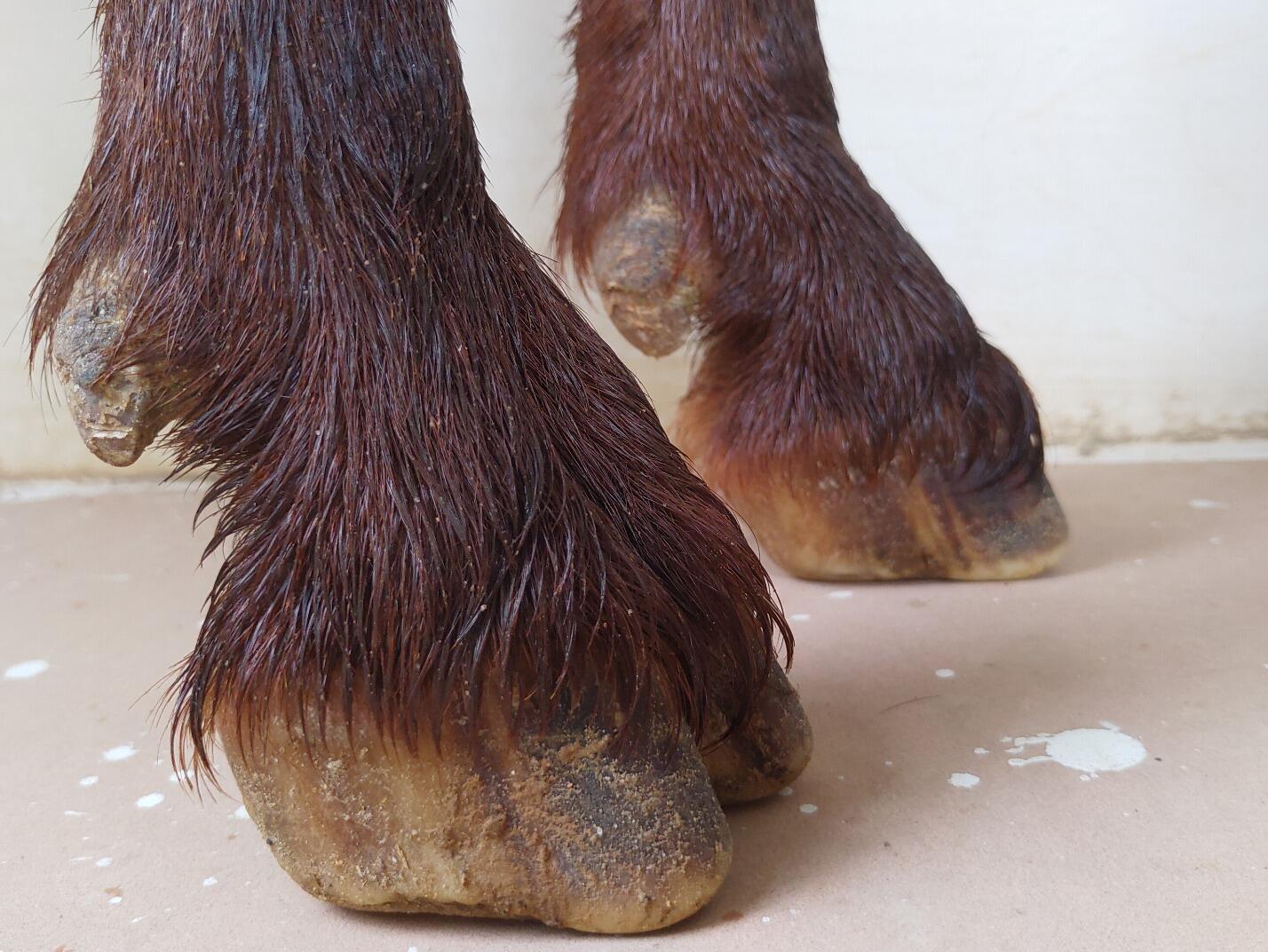 Hoof Care for Goats | MannaPro