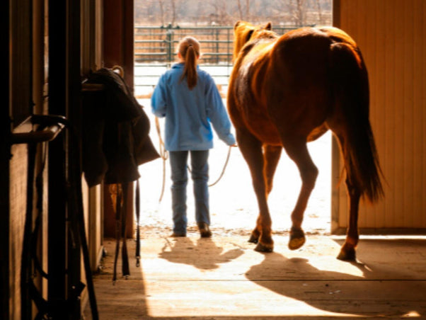 5 Tips for a Dry Barn and Healthy Horses | MannaPro
