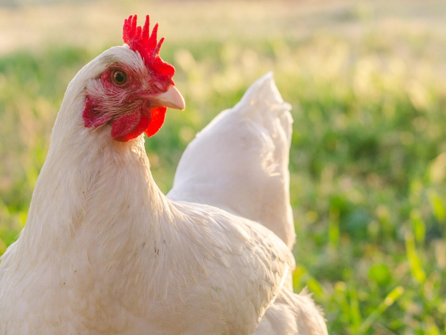 Top 8 Tips for Keeping Your Backyard Chickens Cool in the Summer | MannaPro