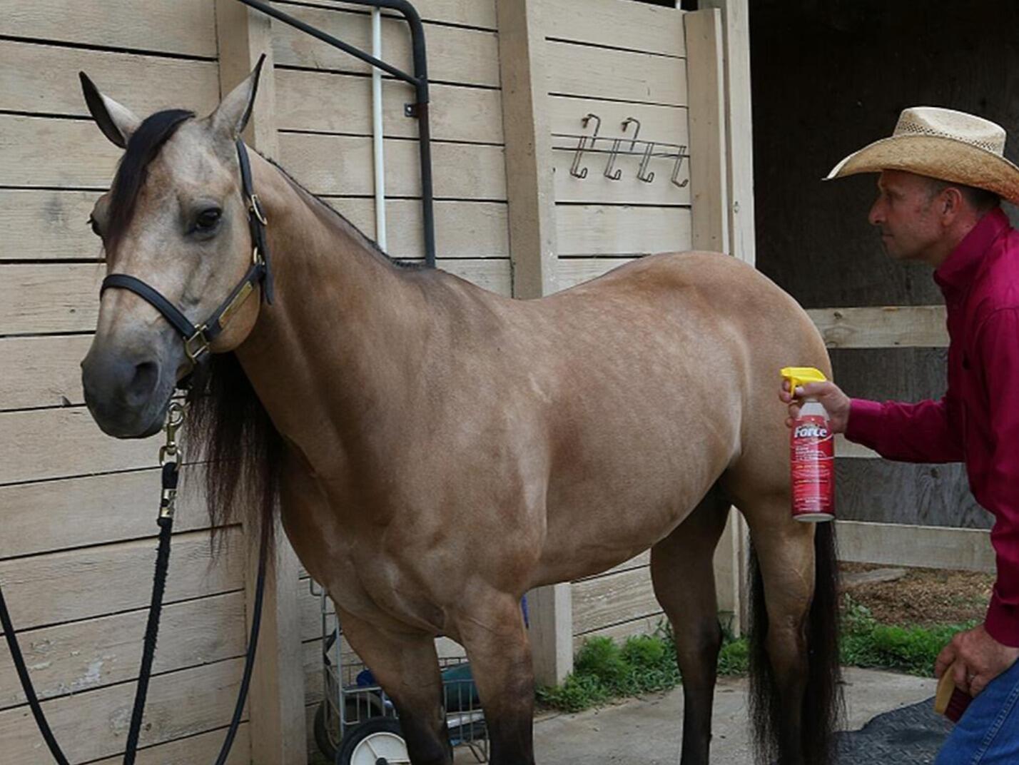 The Most Common Equine Fly Spray Mistakes | MannaPro