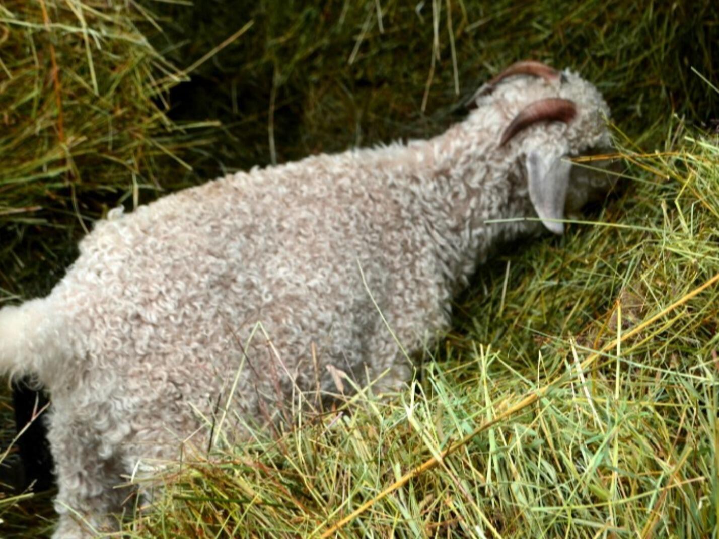 Breaking Down the Goat Diet | MannaPro