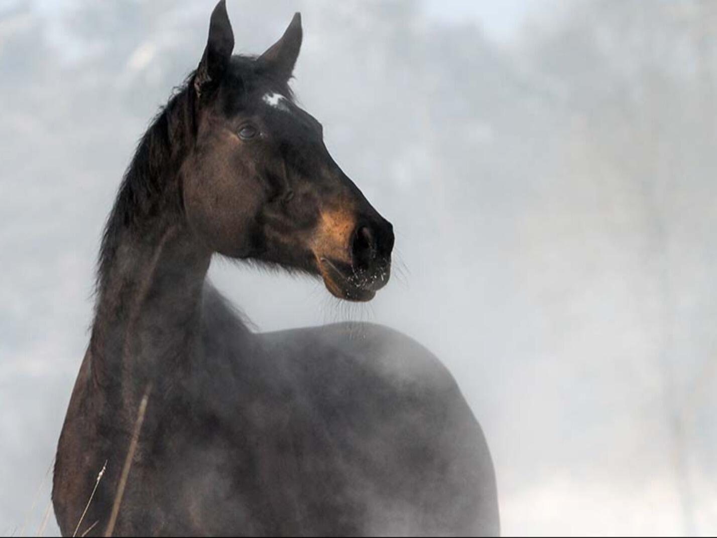 6 Common Misconceptions About Rain Rot in Horses | MannaPro