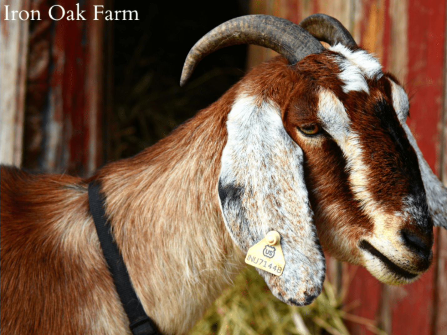Choosing the Right Goat Breed | MannaPro