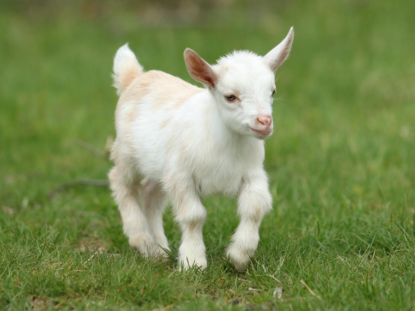 5 Situations in Which Goats Benefit from Calf-Manna® | MannaPro