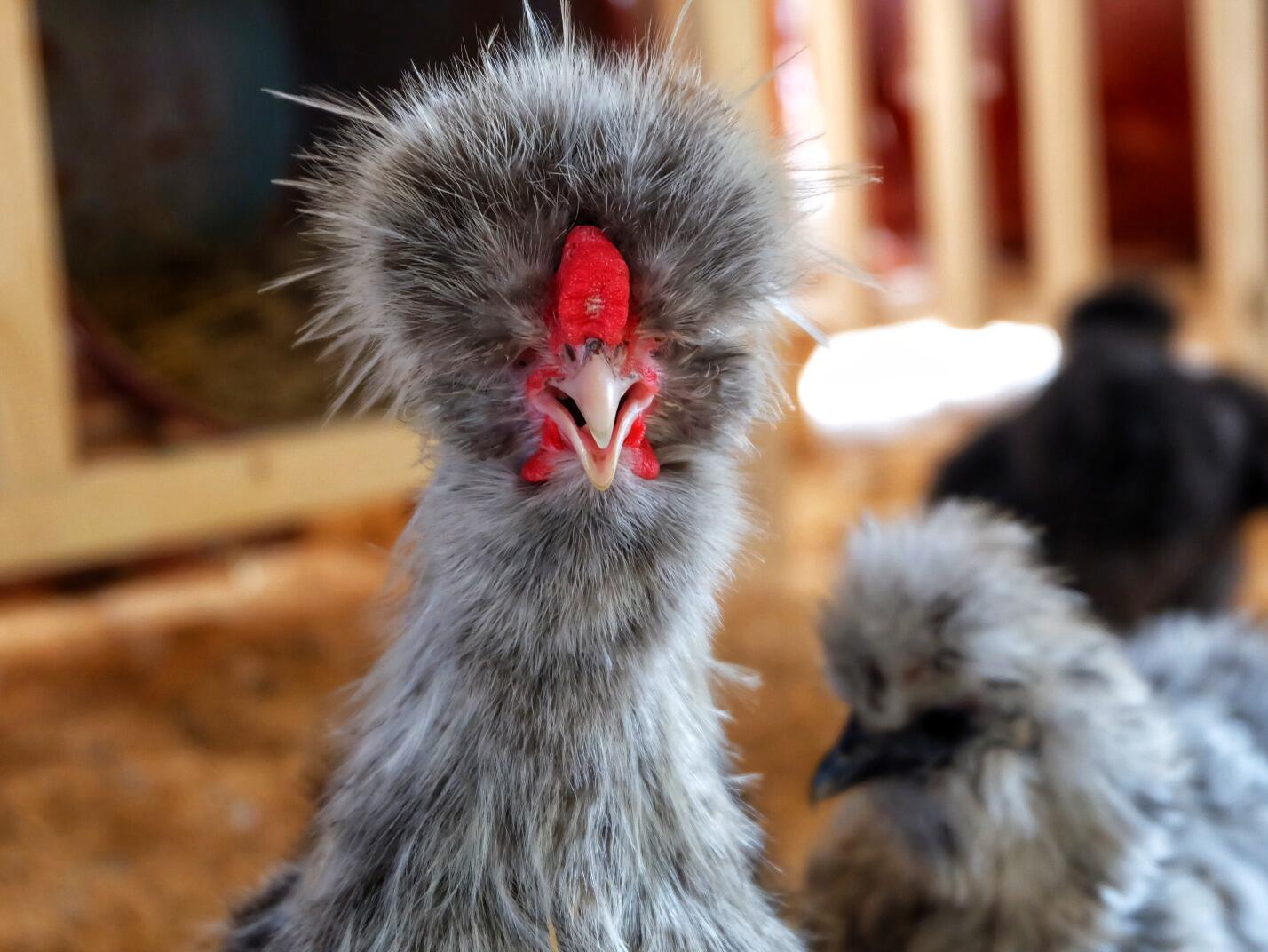 Chicken Tricks and Training with Treats! | MannaPro