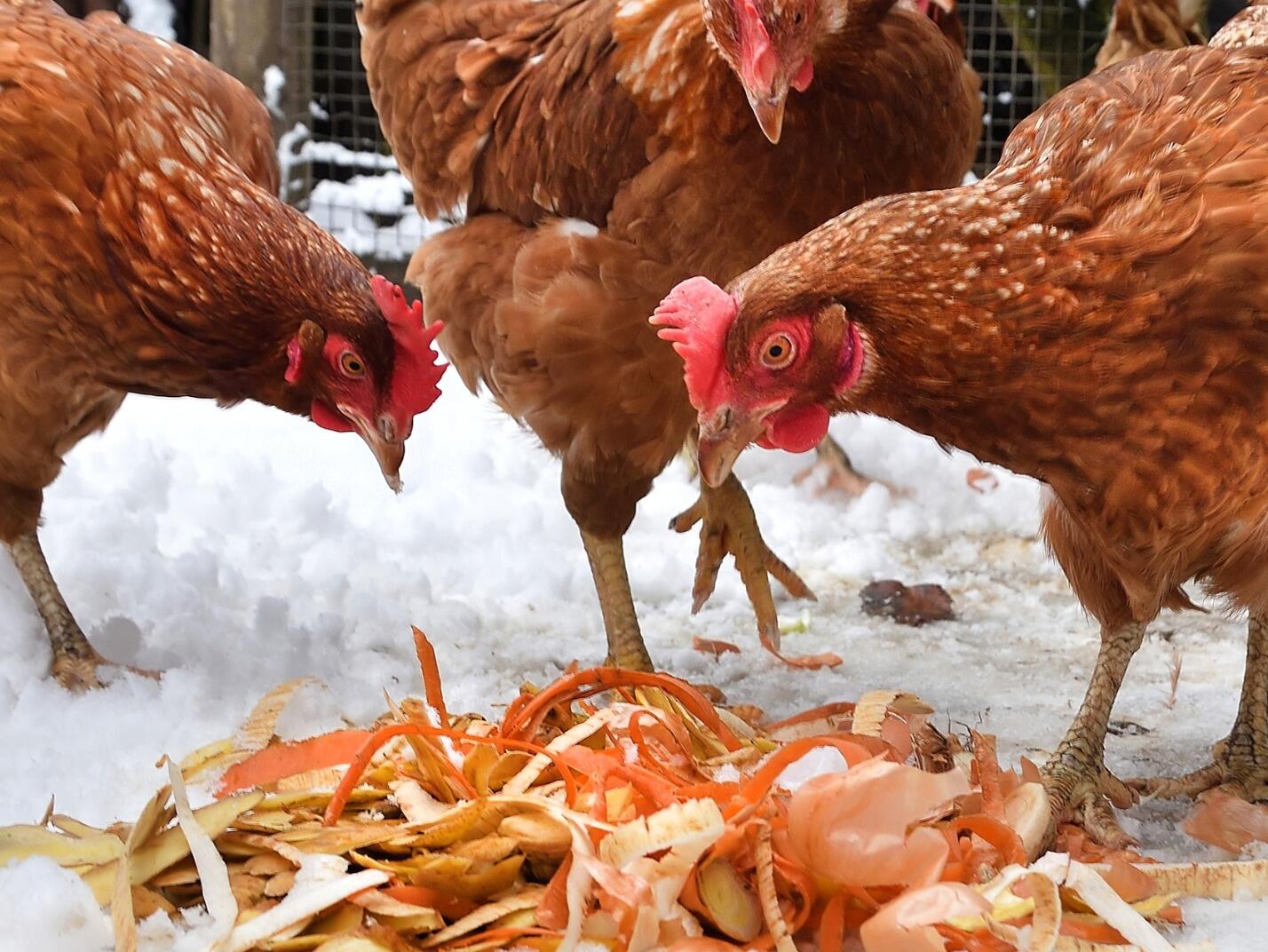 Can Chickens Eat That? The Ultimate Guide to What Food Scraps Chickens ...