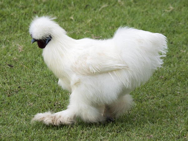 Chicken Terminology 101 | MannaPro