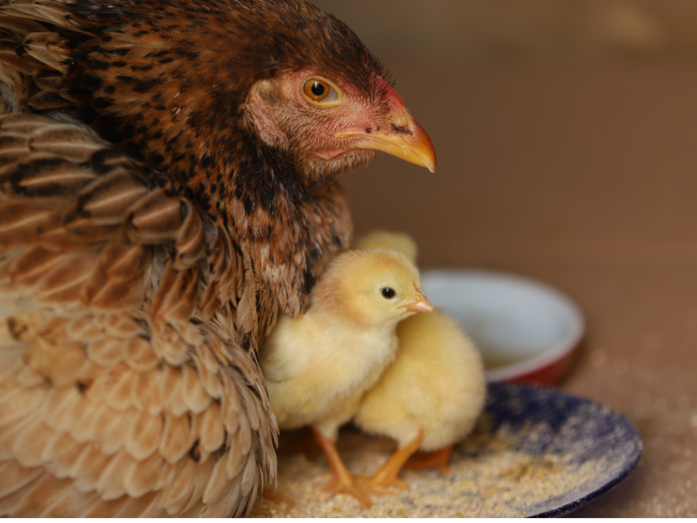 When Do Chickens Start Laying Eggs? | MannaPro