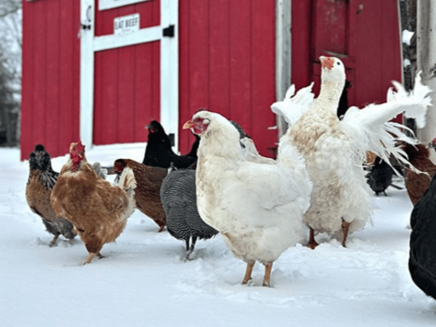 Preventing Frostbite and Protecting Chickens in Winter | MannaPro