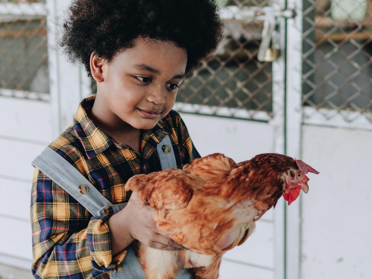Best Breeds for Raising Chickens with Children | MannaPro