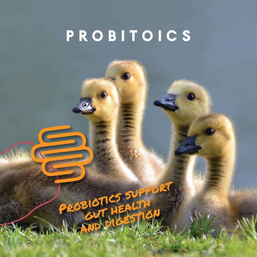 Duck Starter & Grower Crumble | MannaPro