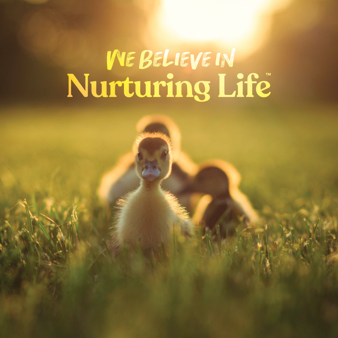 Duck Starter & Grower Crumble | MannaPro