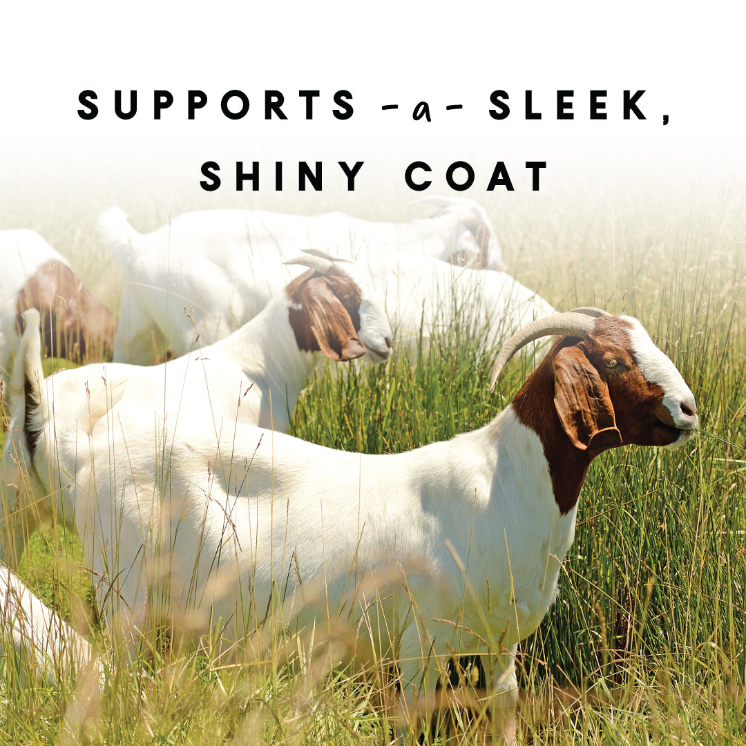 Goat Skin & Coat Supplement | MannaPro