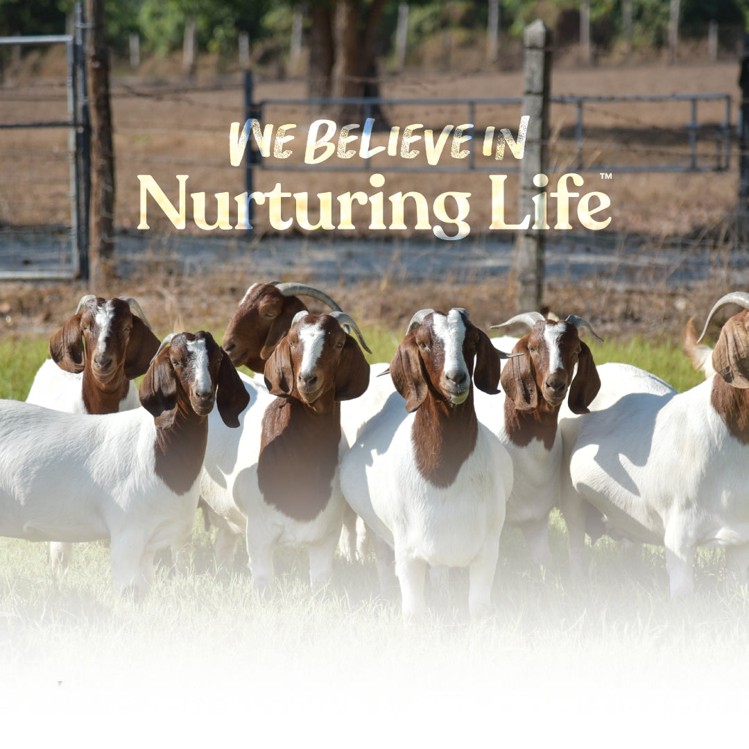 Goat Skin & Coat Supplement | MannaPro