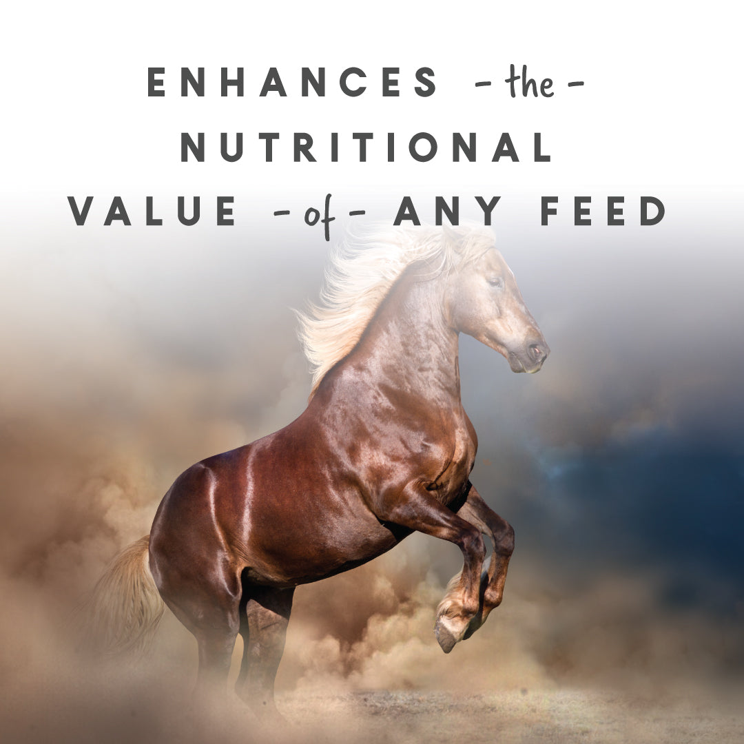 Sho-Glo® | MannaPro